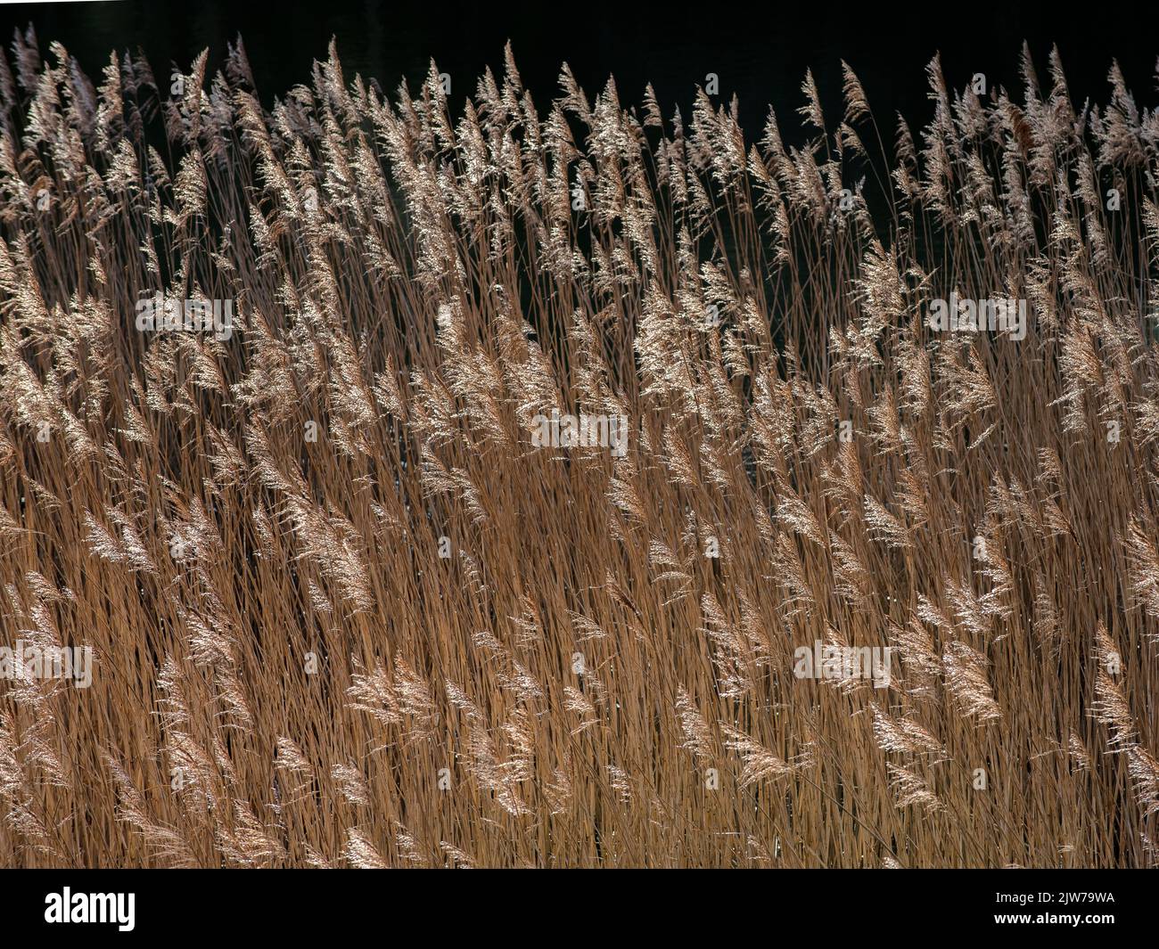 Reed beds at Penrose National trust lake Stock Photo - Alamy