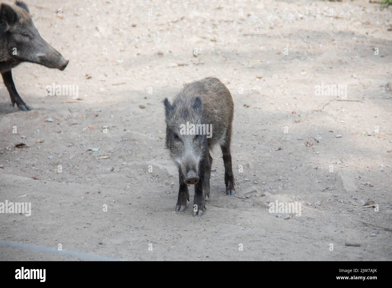 Wild boar with freshlings in the mud Stock Photo - Alamy