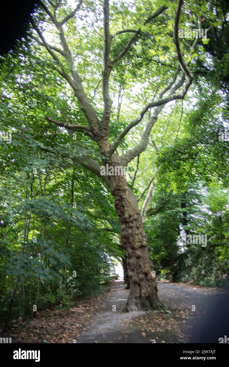 Gnarled maple trees hi-res stock photography and images - Alamy