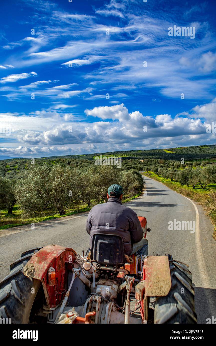 Olive season in Crete Stock Photo - Alamy