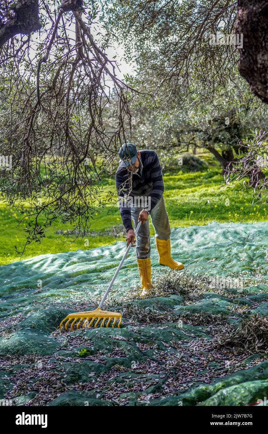 Olive season in Crete Stock Photo - Alamy
