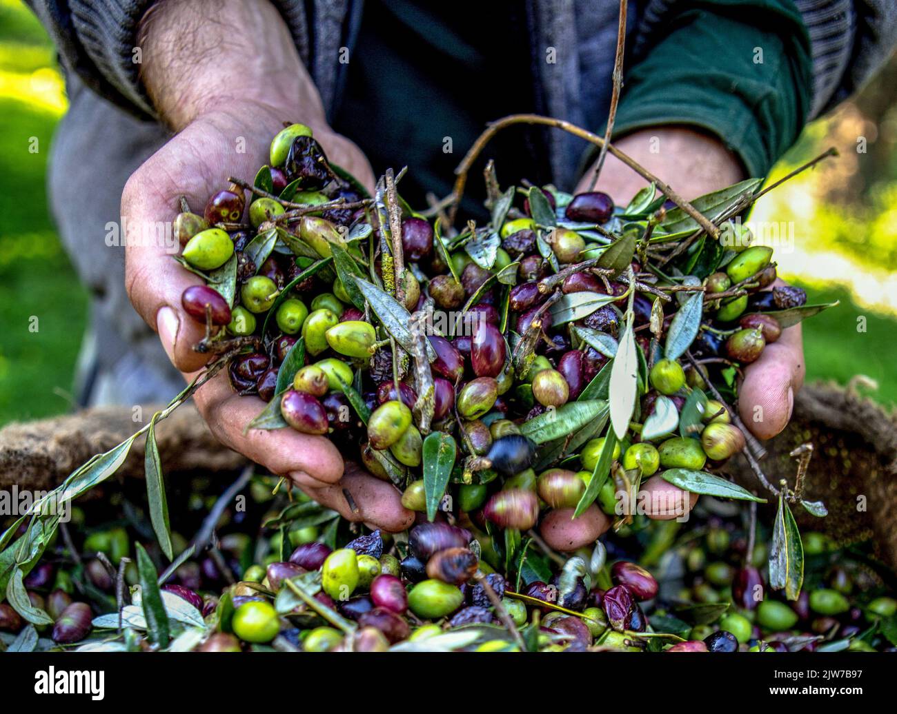 Olive season in Crete Stock Photo - Alamy