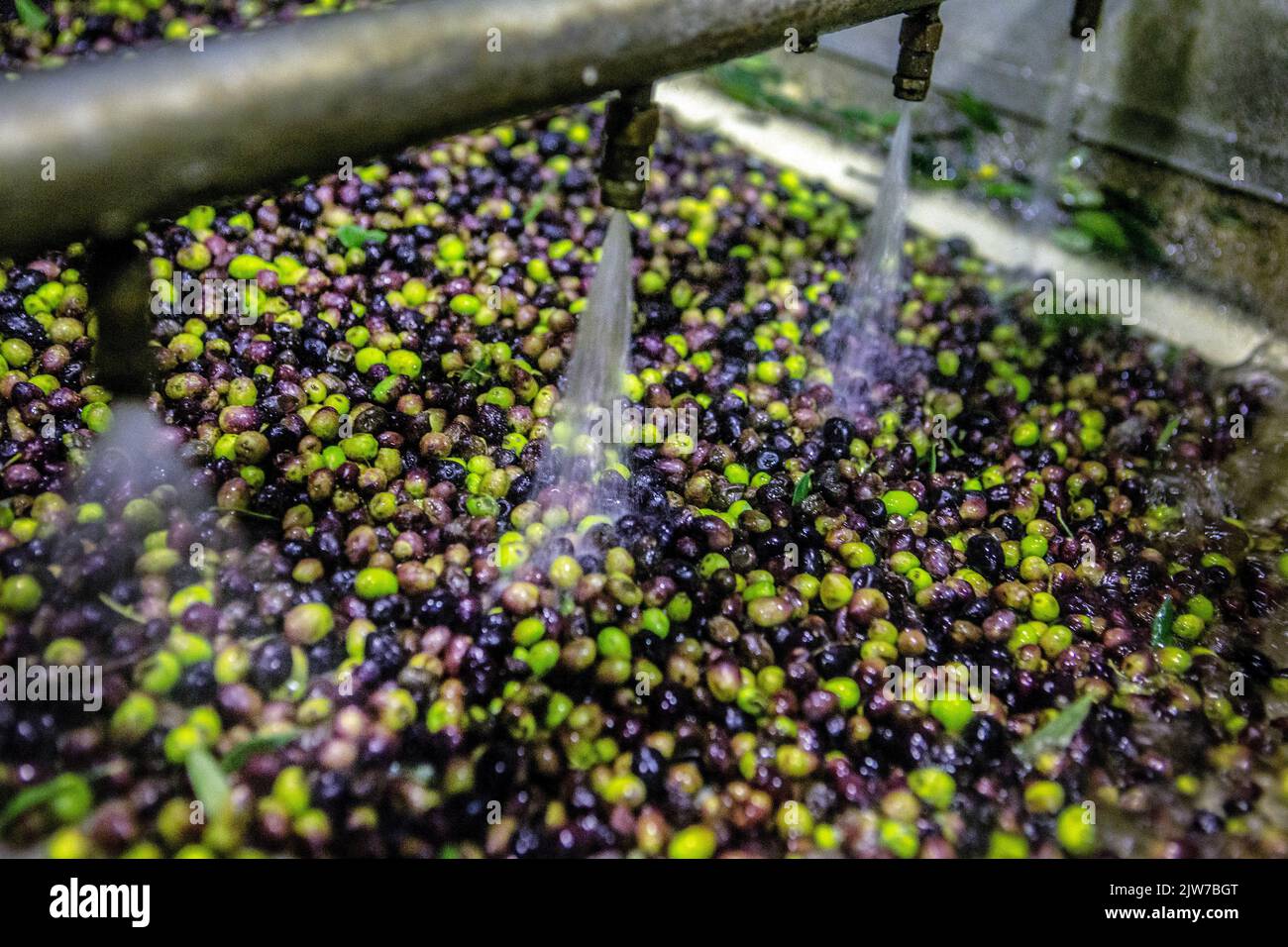 Olive season in Crete Stock Photo - Alamy