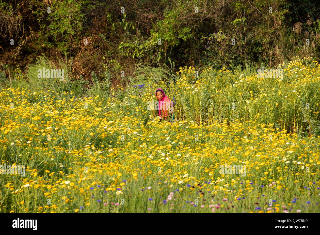 Farmers picking the flowers Stock Photo - Alamy