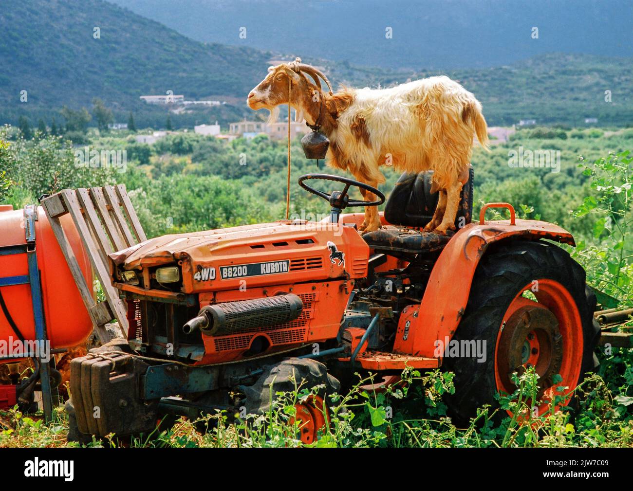 Driving a goat hi-res stock photography and images - Alamy