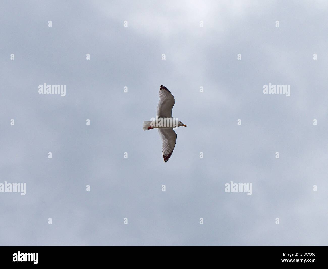 One seagull bird is flying in a cloudy sky. Overcast, gray sky. White ...