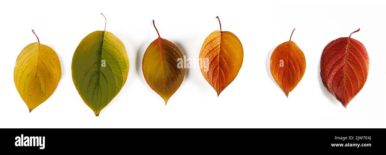 Different autumn leaves isolated on white background Stock Photo - Alamy