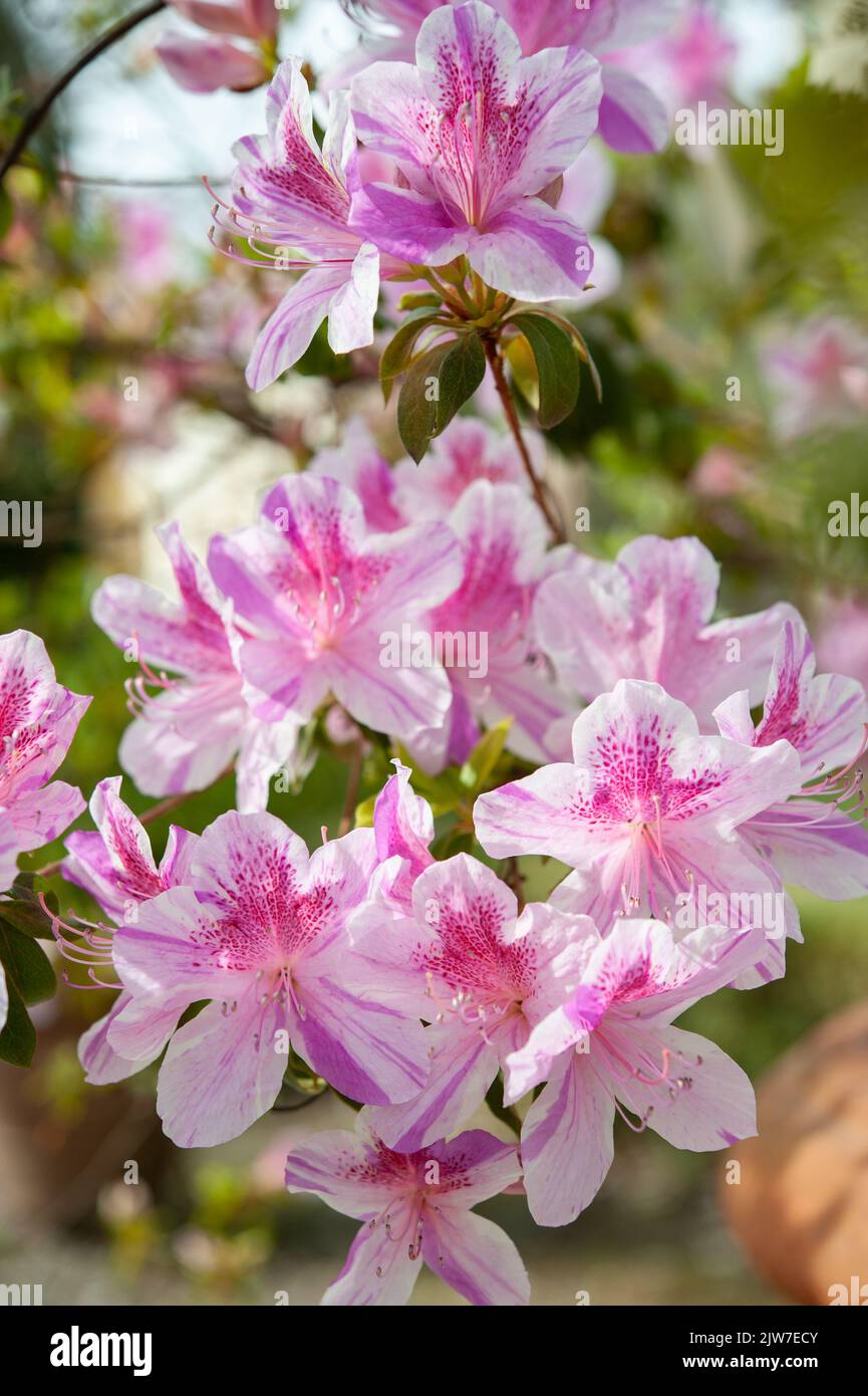 Rhododendron yedoense f. poukhanense, the Korean azalea, is a species ...