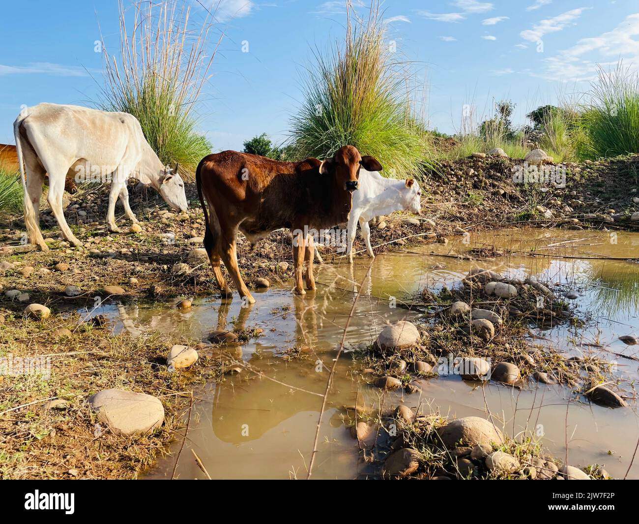 A herd of cows drinking water in a wetland Stock Photo - Alamy