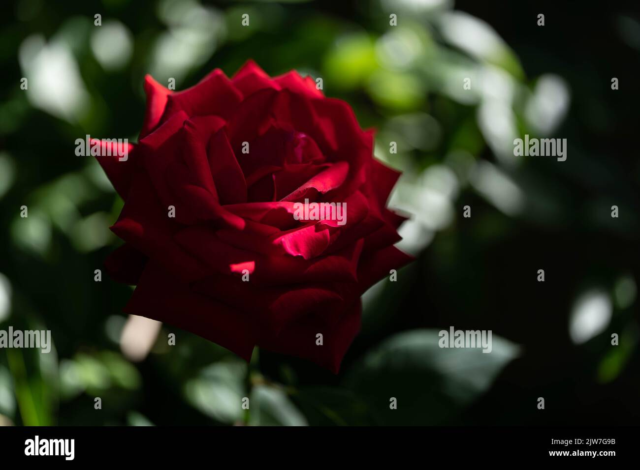 Deep red crimson rose uk hi-res stock photography and images - Alamy