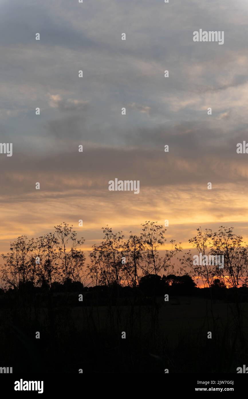Evening sky trees hi-res stock photography and images - Alamy