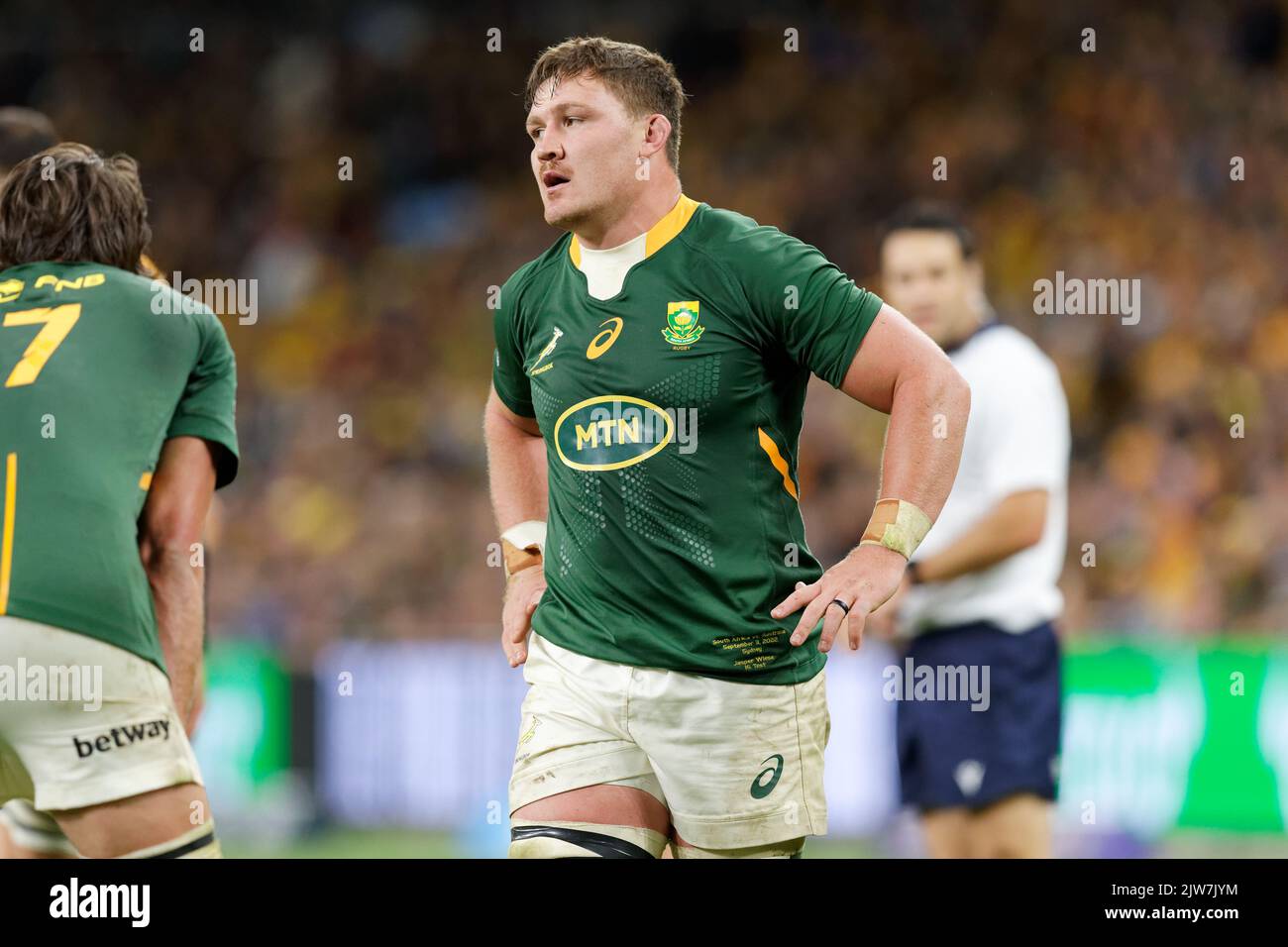 Jasper wiese springboks hi-res stock photography and images - Alamy