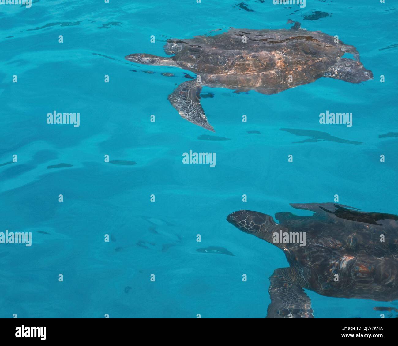 Turtles swimming in a crystal clear sea in Redang, Malaysia Stock Photo ...