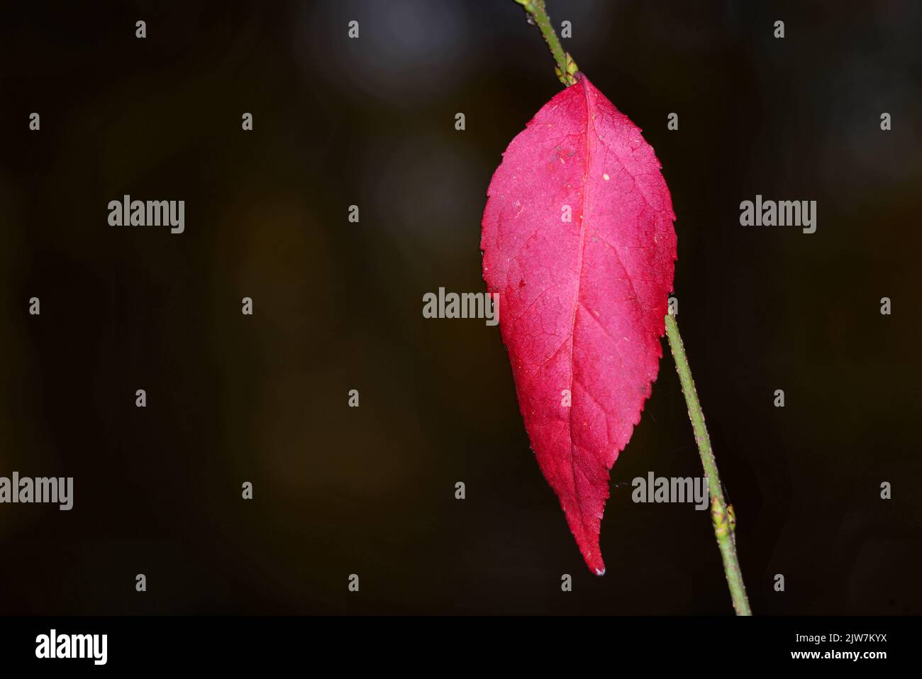 Low depth field background hi-res stock photography and images - Alamy