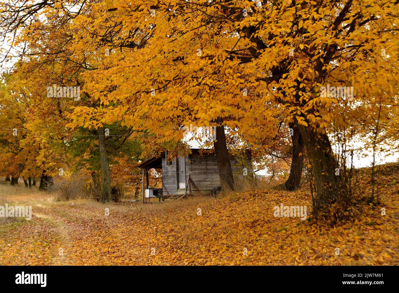 Shepherd's hut among oak trees in the autumn Stock Photo - Alamy