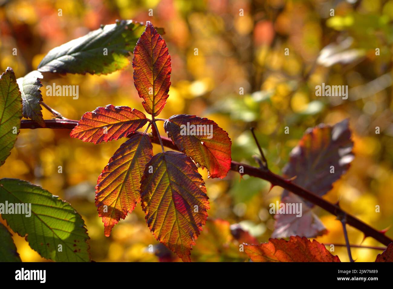 Autumn leaves bushes ans colors in Transylvania Stock Photo - Alamy