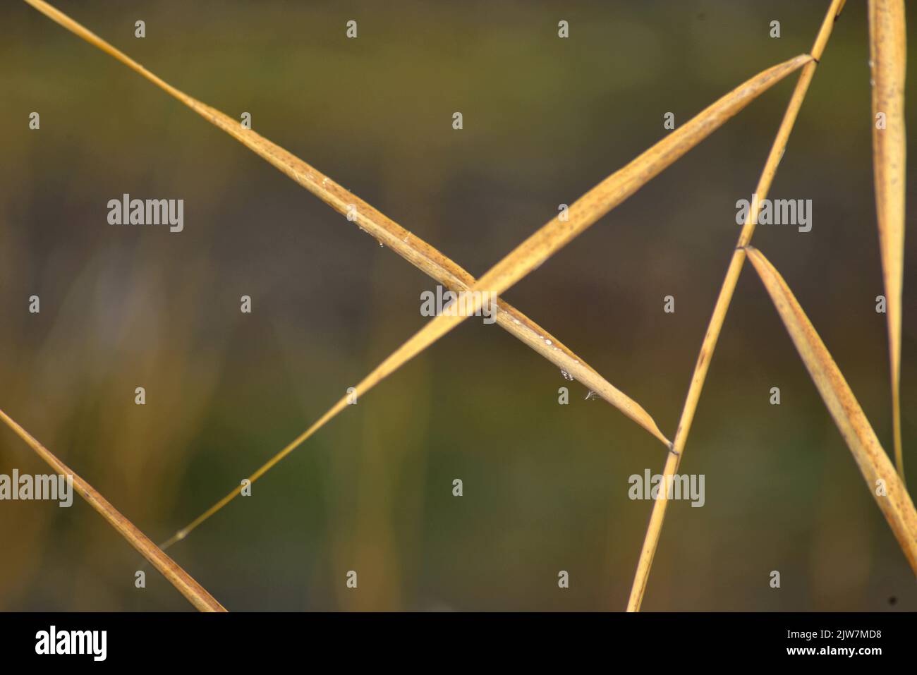 Dried reed leaves in autumn time Stock Photo - Alamy