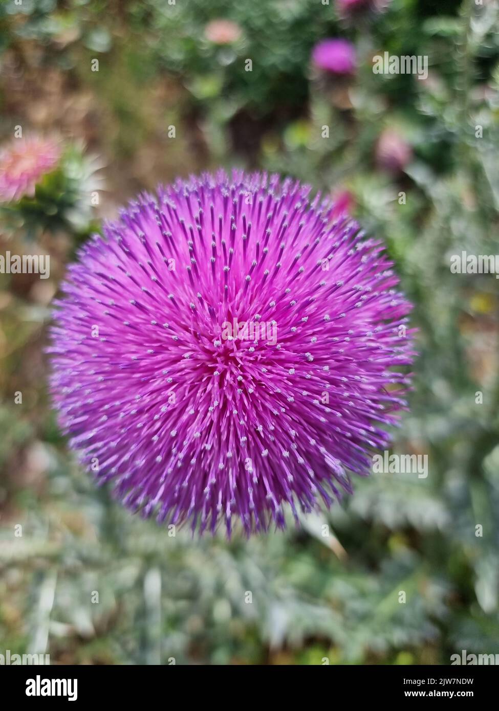 A beautiful thistle plants outdoors thistle in the garden Stock Photo ...