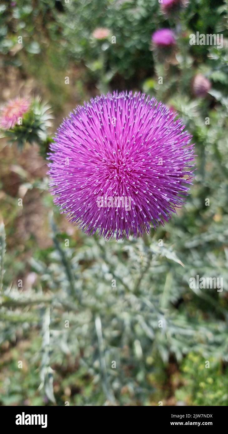 A beautiful thistle plants outdoors thistle in the garden Stock Photo ...