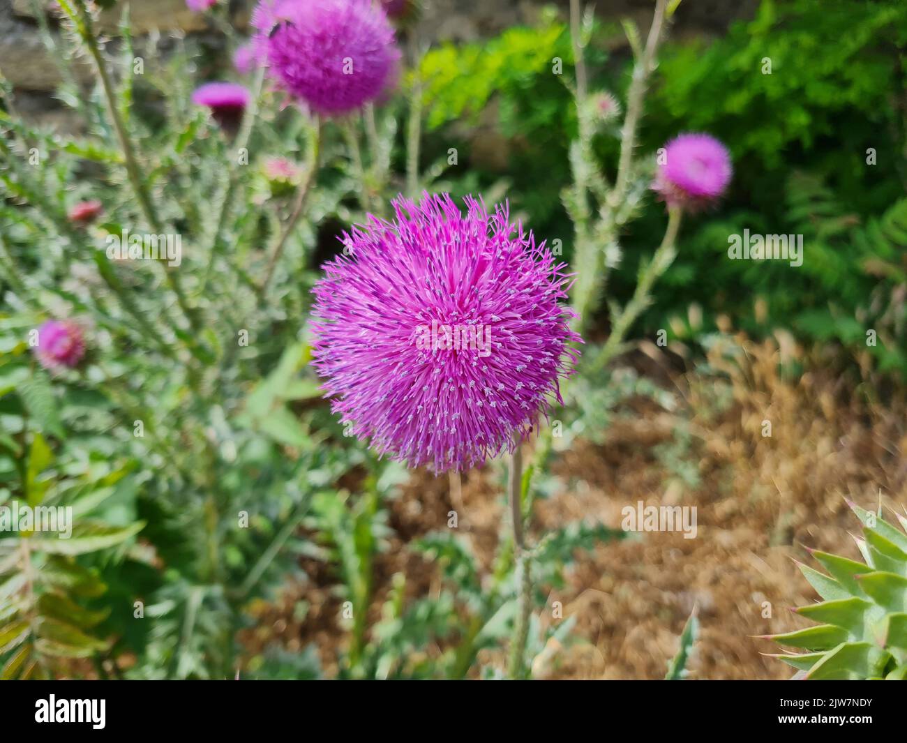 A beautiful thistle plants outdoors thistle in the garden Stock Photo ...