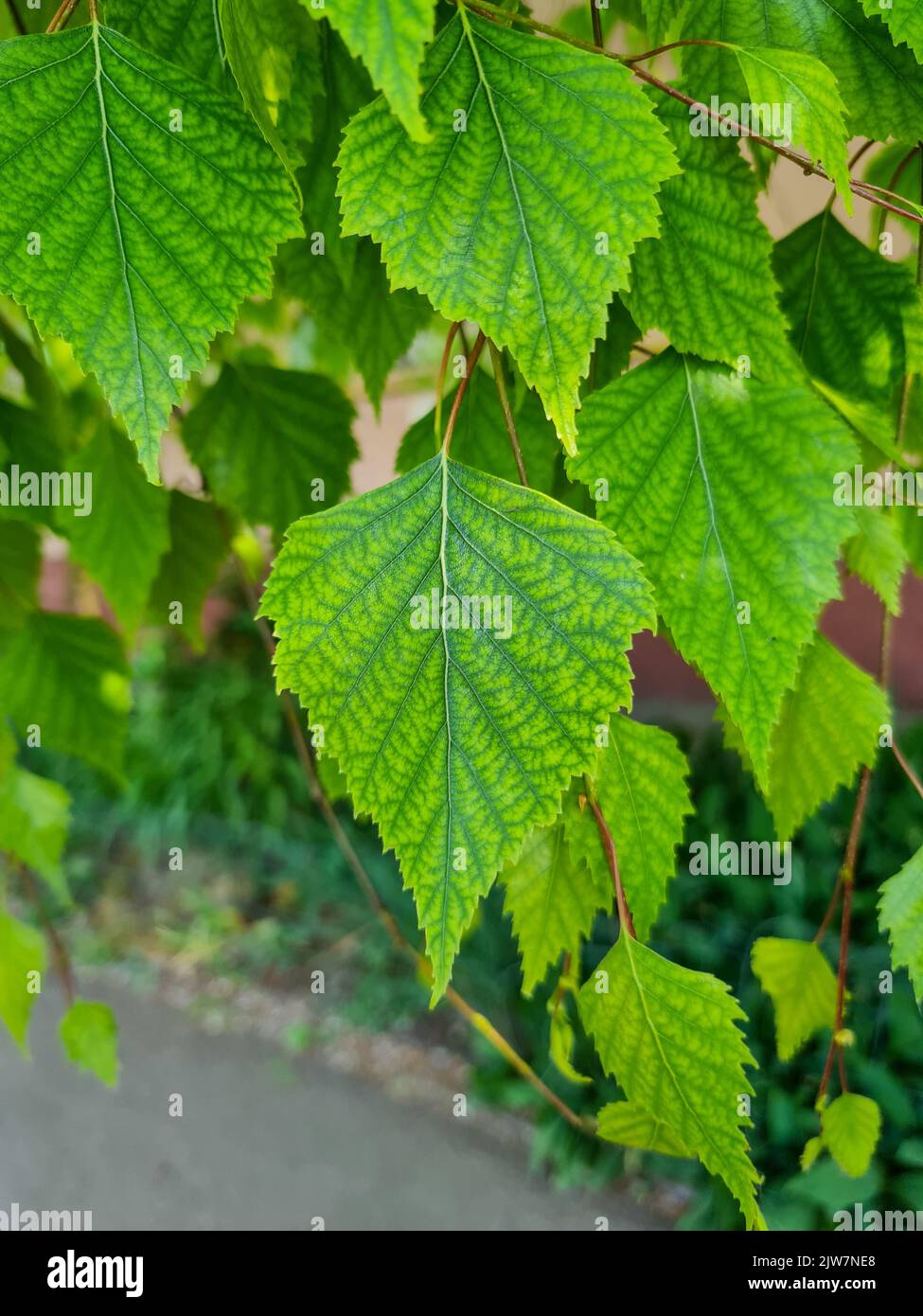 Green leaves wall background wild grapes foliage texture Close up Stock ...