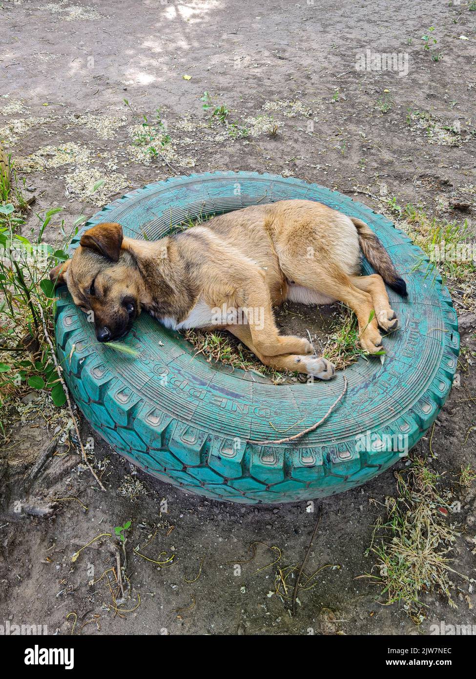 Homeless Dog sleeping on the street old painted tire Stock Photo - Alamy