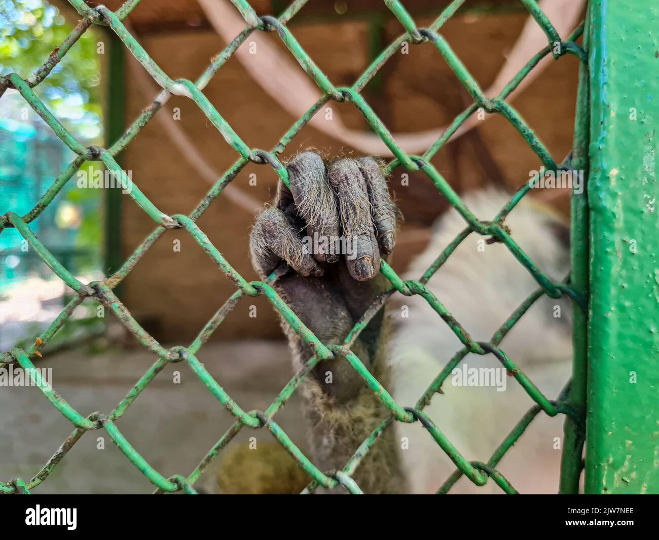 Close up monkey hand in steel cage zoo Stock Photo - Alamy
