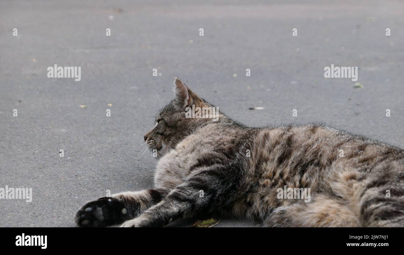City cats hi-res stock photography and images - Alamy