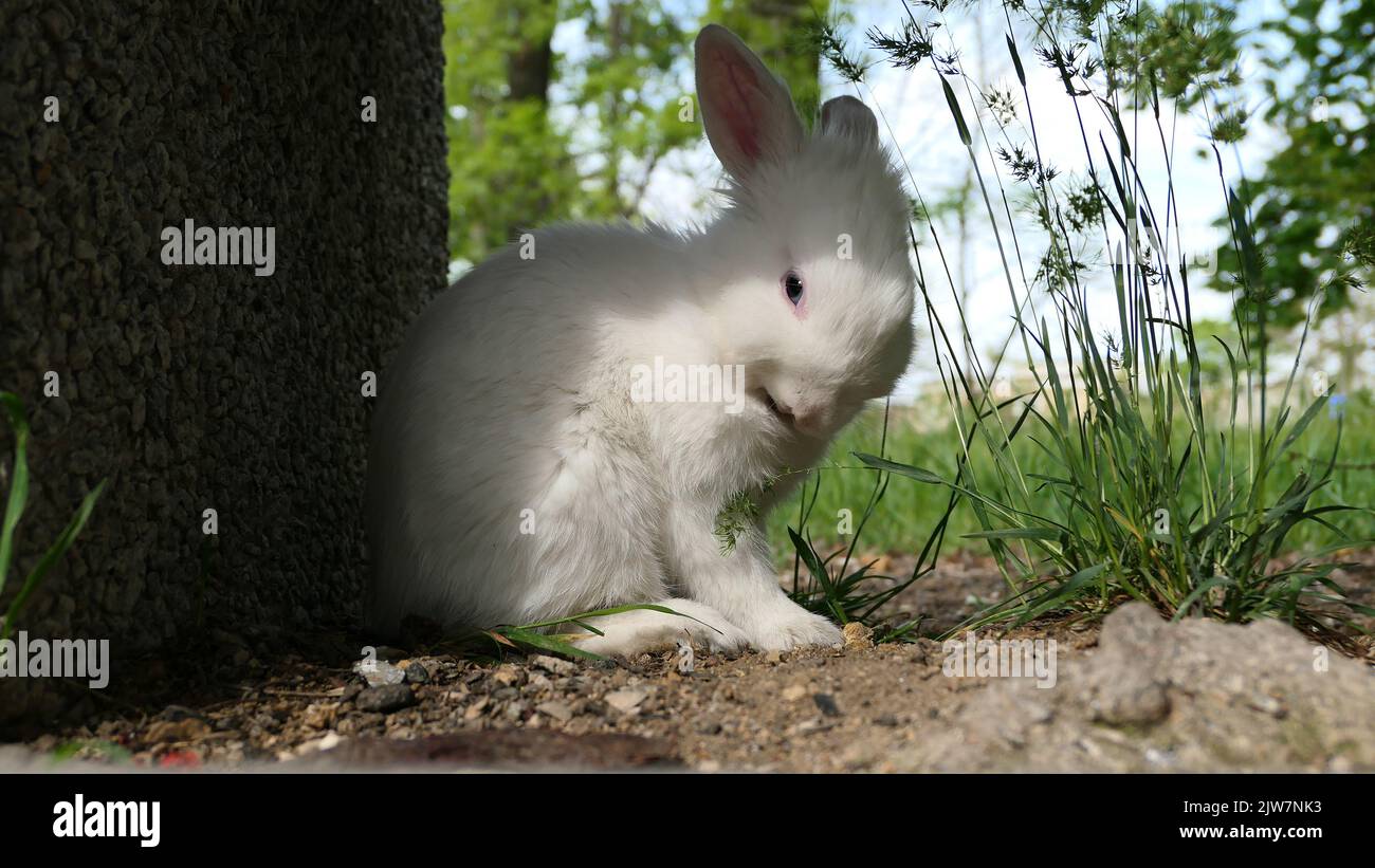 Cute fluffy white rabbit in green grass outdoor close up portrait Stock ...