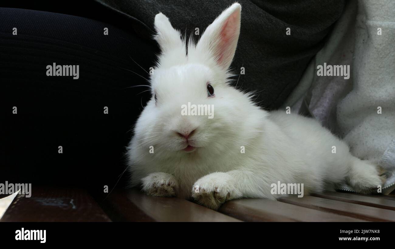 Cute fluffy white rabbit outdoor close up portrait Stock Photo - Alamy