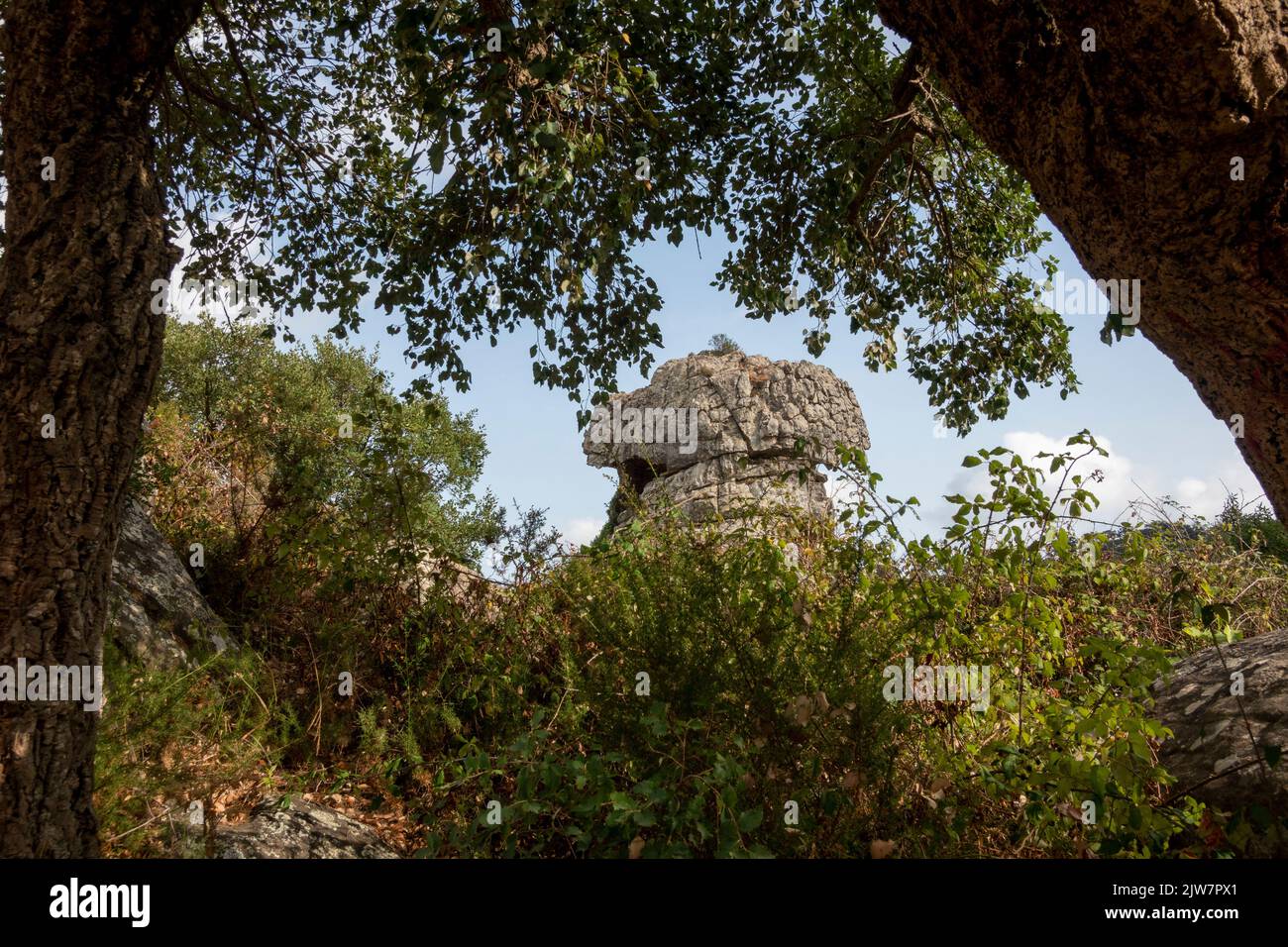 Lush vegetation in Los Alcornocales natural park, with the rock called ...