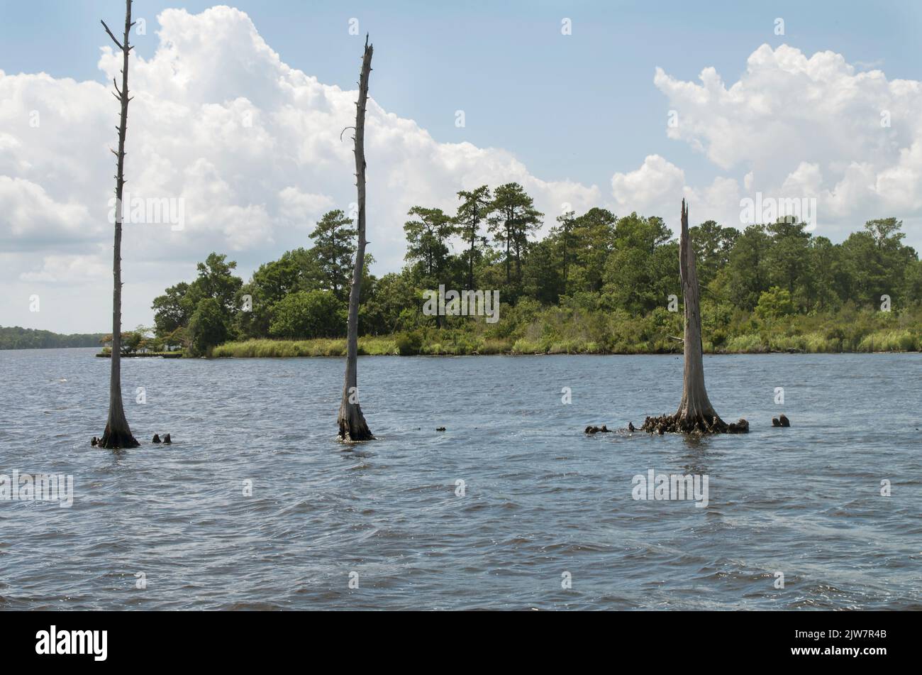 The three weathered trees sticking out of the Nuese River in Eastern ...