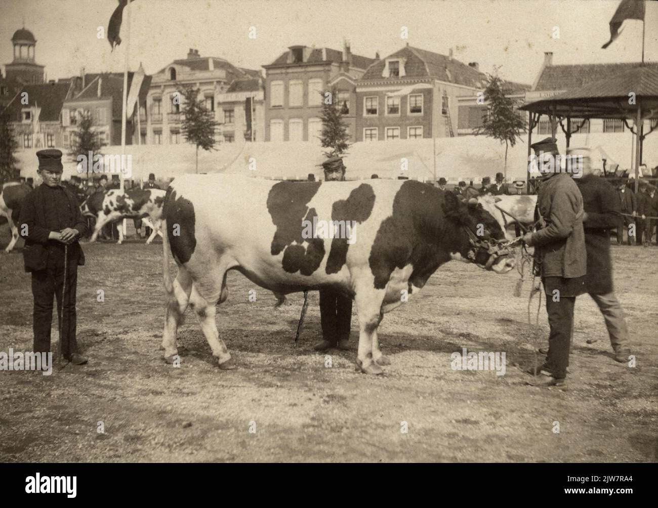 Image of a prize -winning bull at the agricultural exhibition on ...