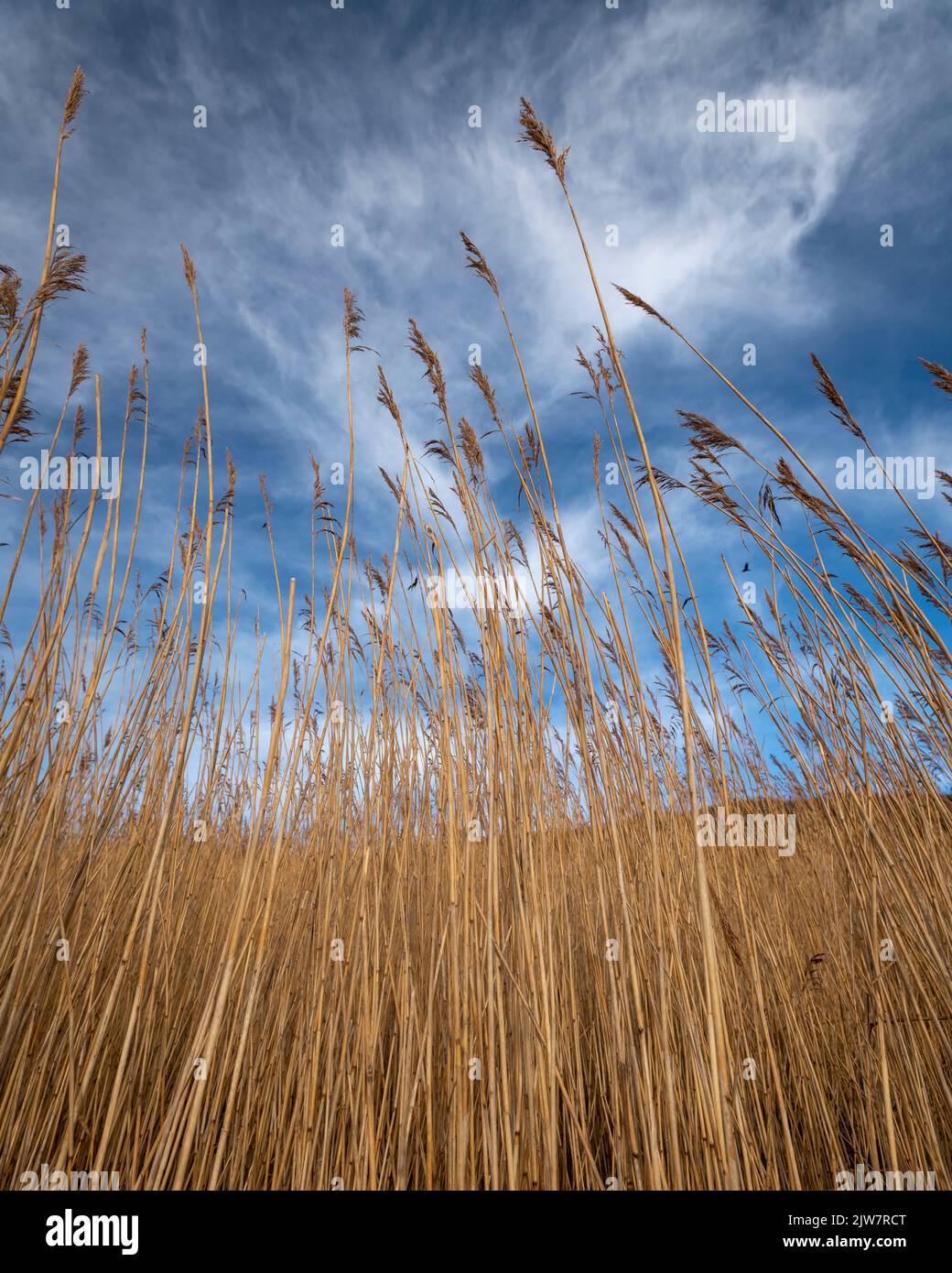 Looking at the wild reeds on a walk through Prussia cove Stock Photo ...