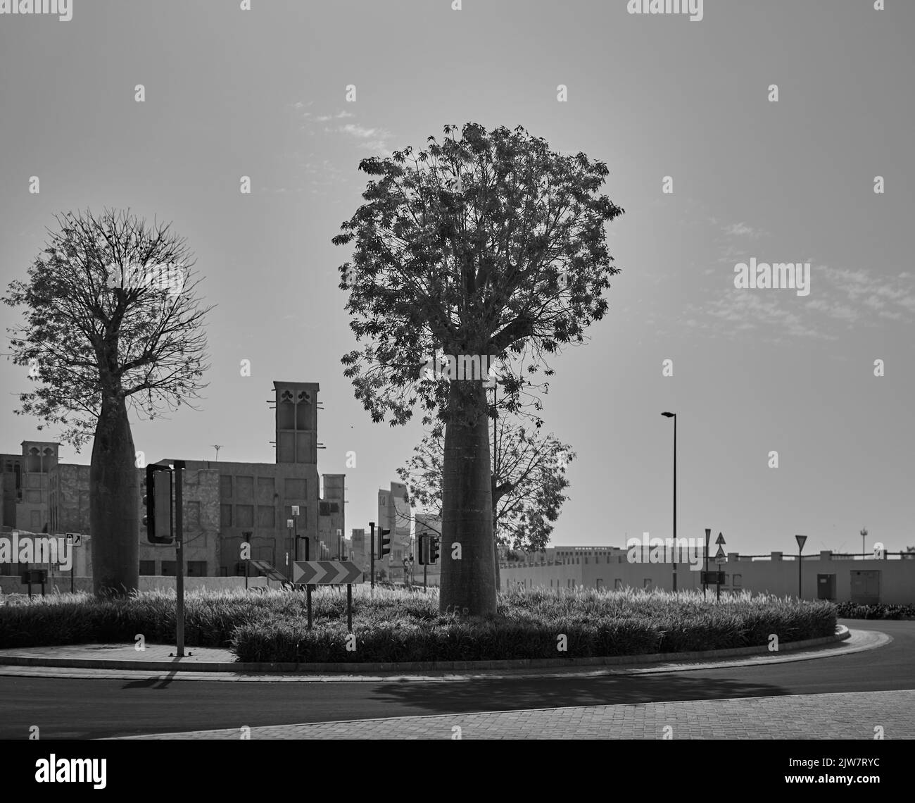 palm trees grow on the waterfront in Dubai United Arab Emirates Stock ...
