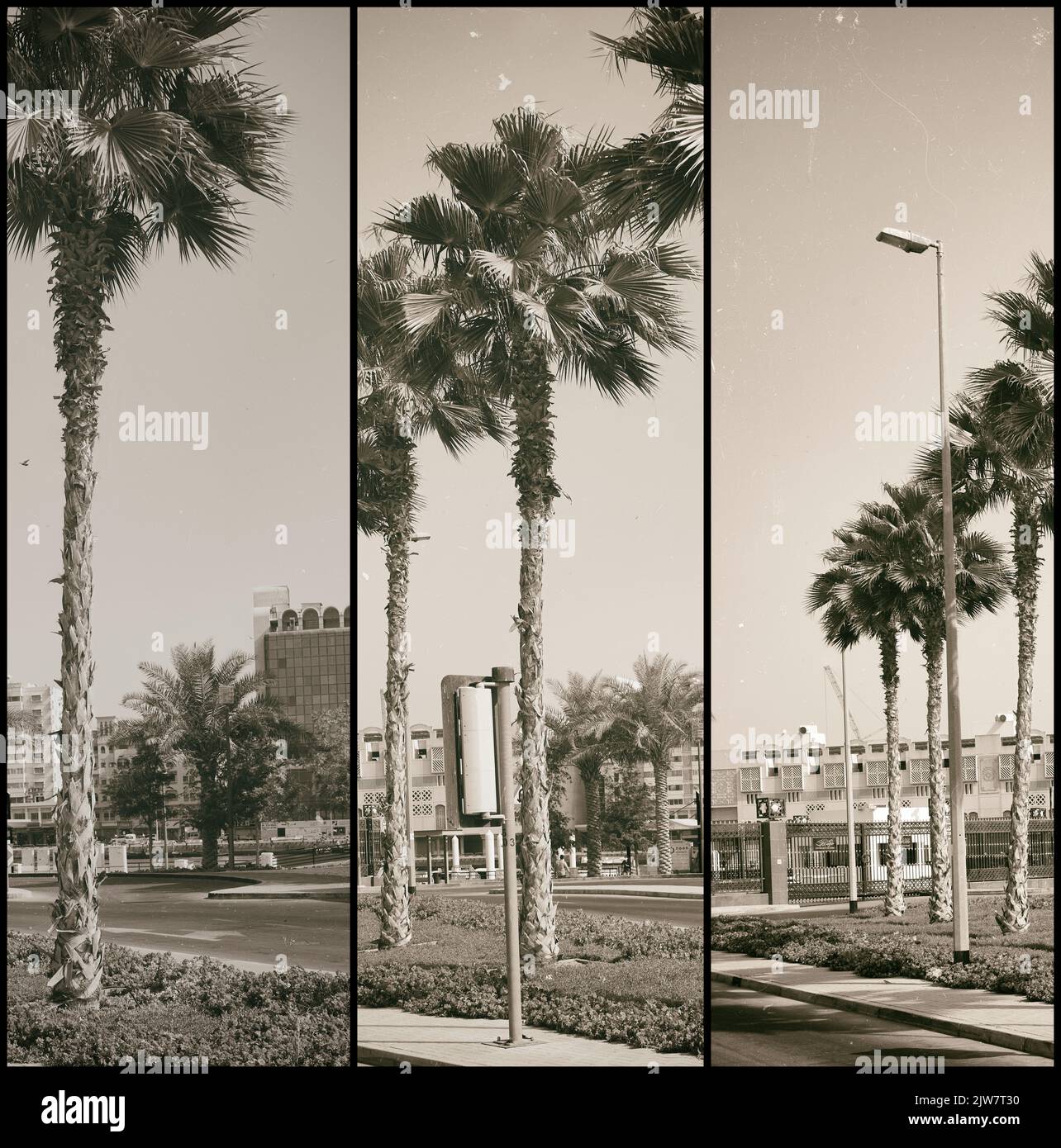 palm trees grow on the waterfront in Dubai United Arab Emirates Stock ...