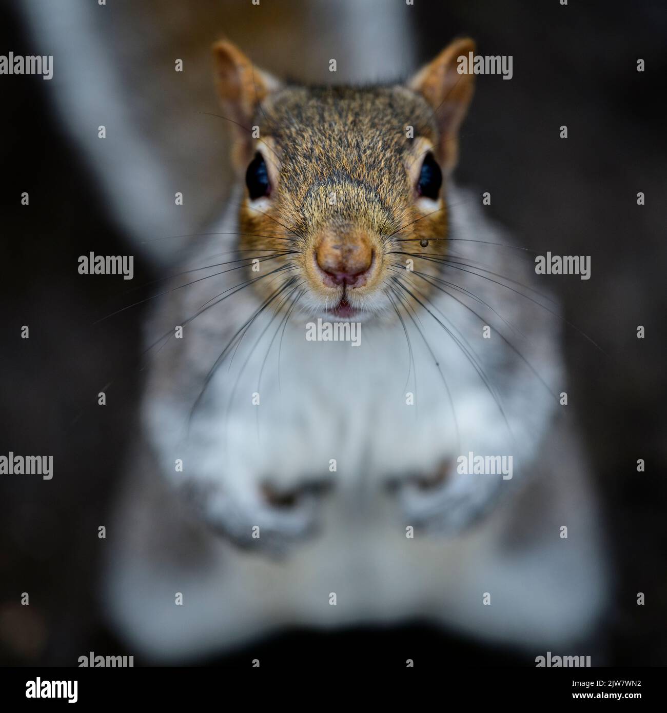 Grey squirrel grabbing a bit to eat Stock Photo - Alamy