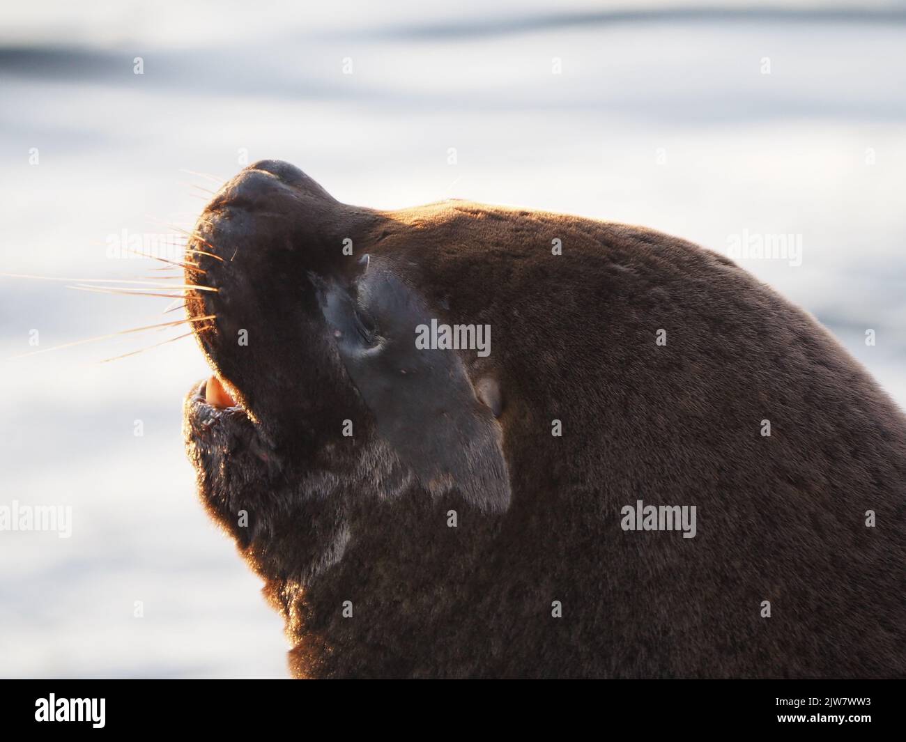 Back view of a brown monk seal Stock Photo - Alamy
