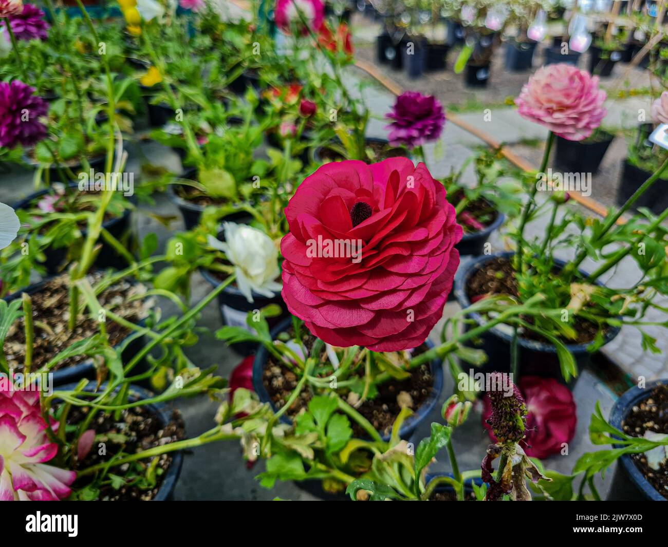 Beautiful ranunculus flowers in the greenhouse Stock Photo - Alamy