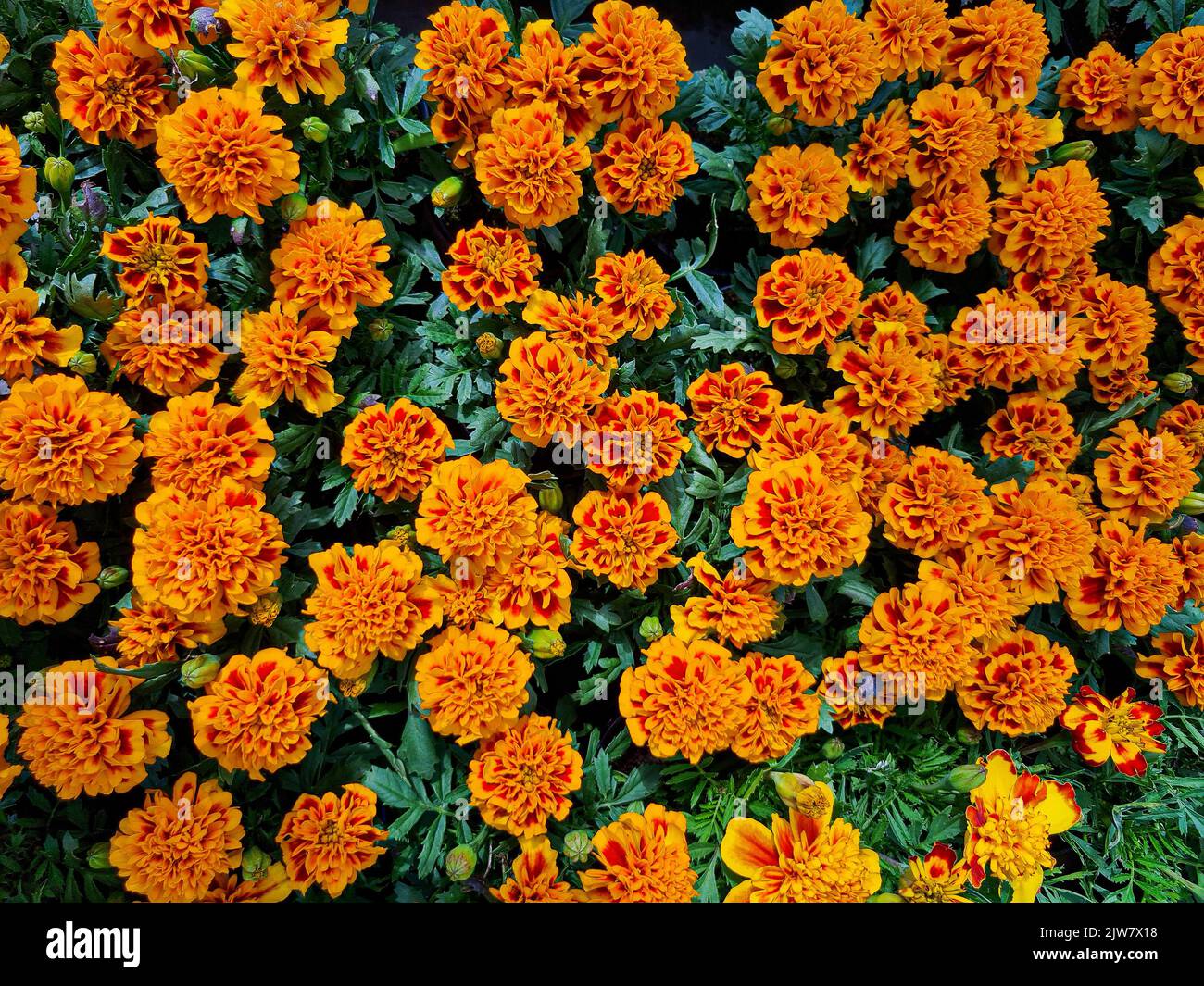 A beautiful marigold flowers outdoors Marigolds in the garden Stock ...