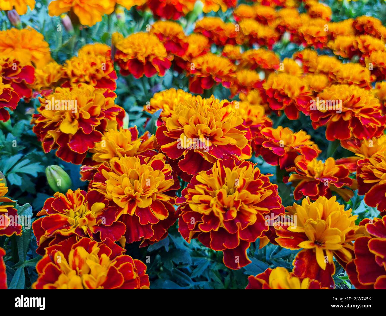 A beautiful marigold flowers outdoors Marigolds in the garden Stock ...