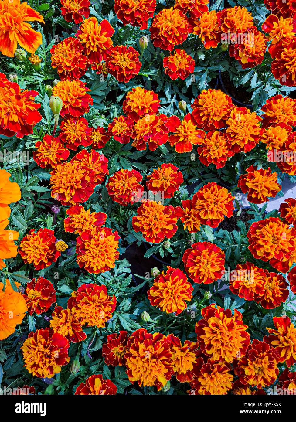 A beautiful marigold flowers outdoors Marigolds in the garden Stock ...