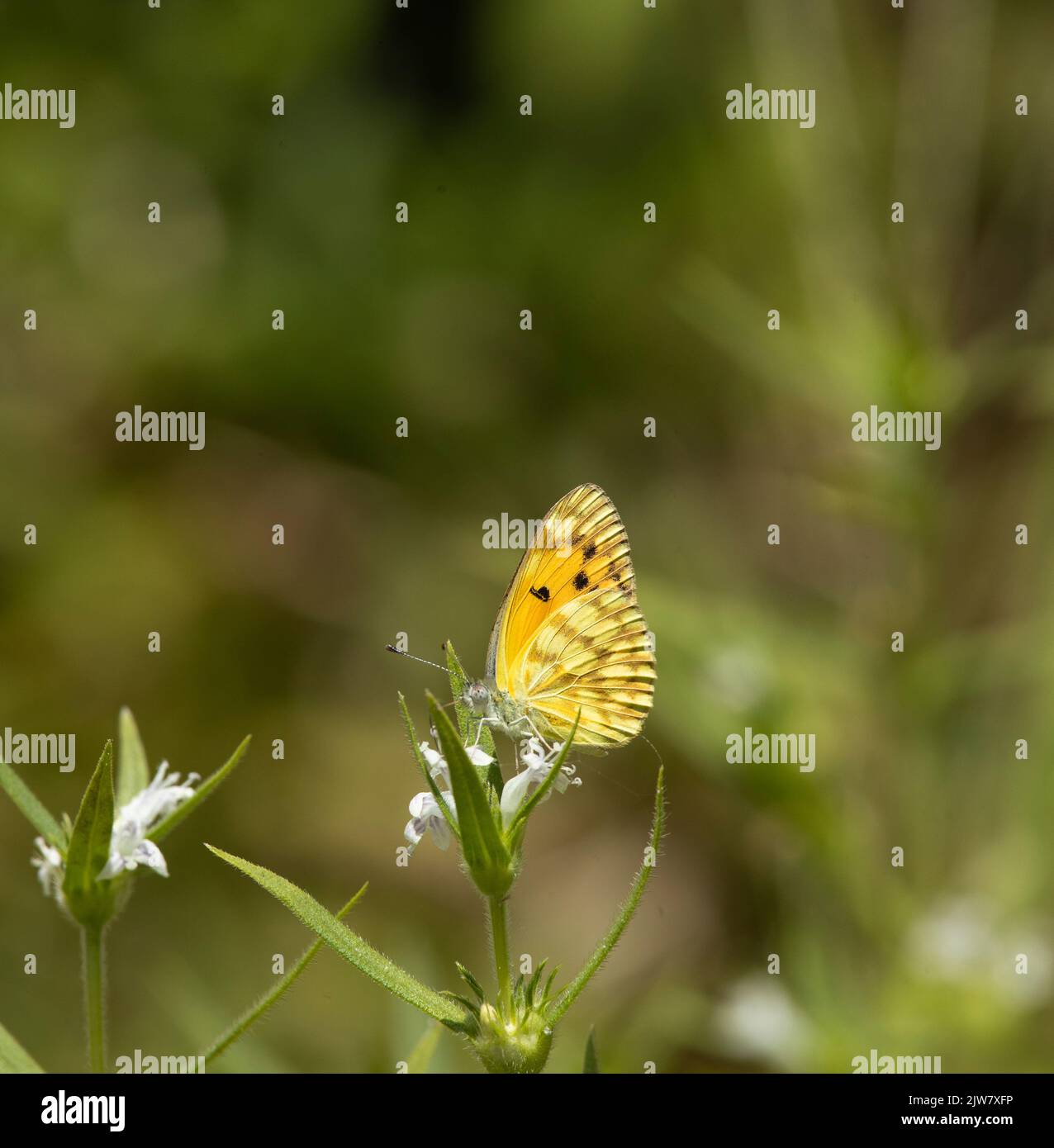 Colotis hi-res stock photography and images - Alamy