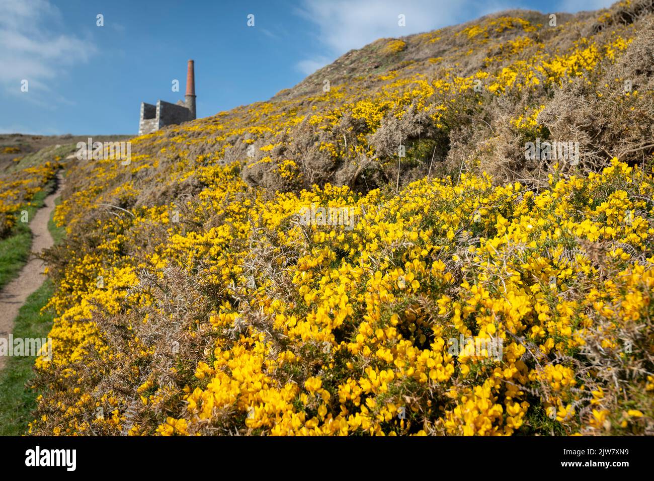 Out exploring the cliff paths around Trewavas mine while the bright ...