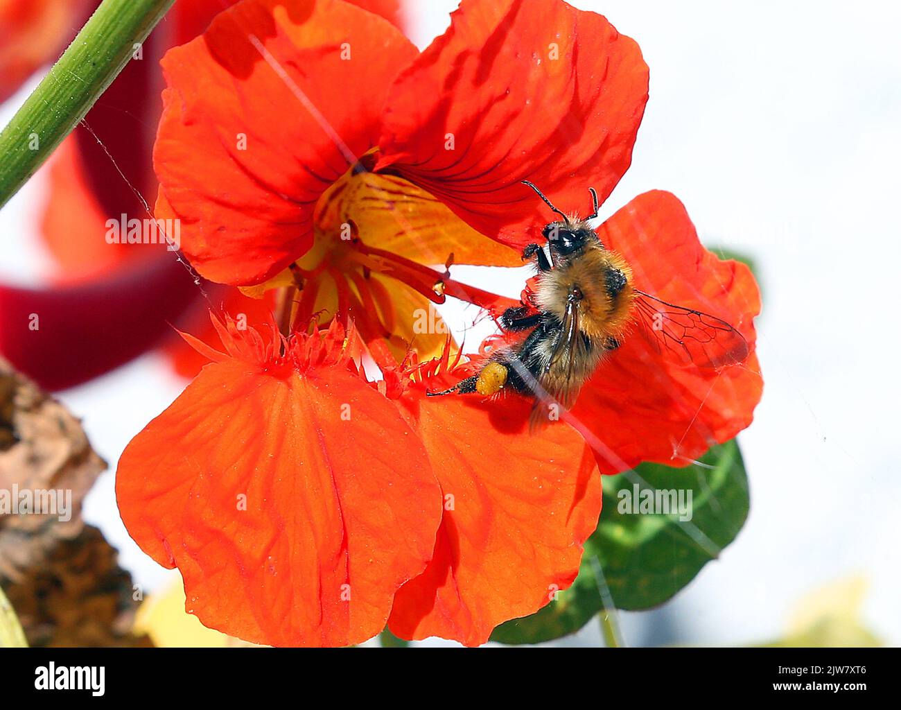 Berlin, Germany. 04th Sep, 2022. A wild bee, here a tree bumblebee ...