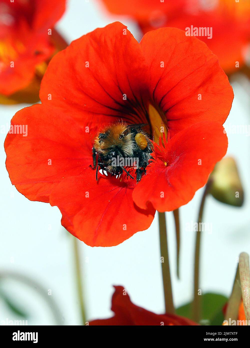 Berlin, Germany. 04th Sep, 2022. A wild bee, here a tree bumblebee ...