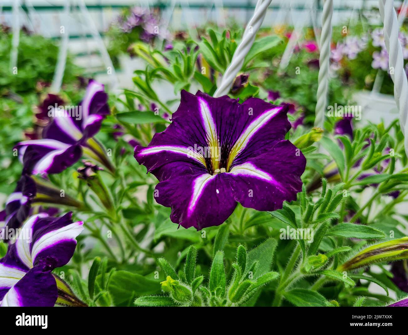 Beautiful petunia flowers in hi-res stock photography and images - Alamy