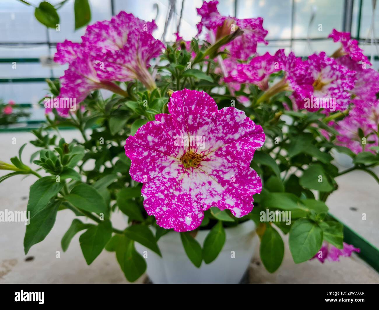 Beautiful petunia flowers in hi-res stock photography and images - Alamy