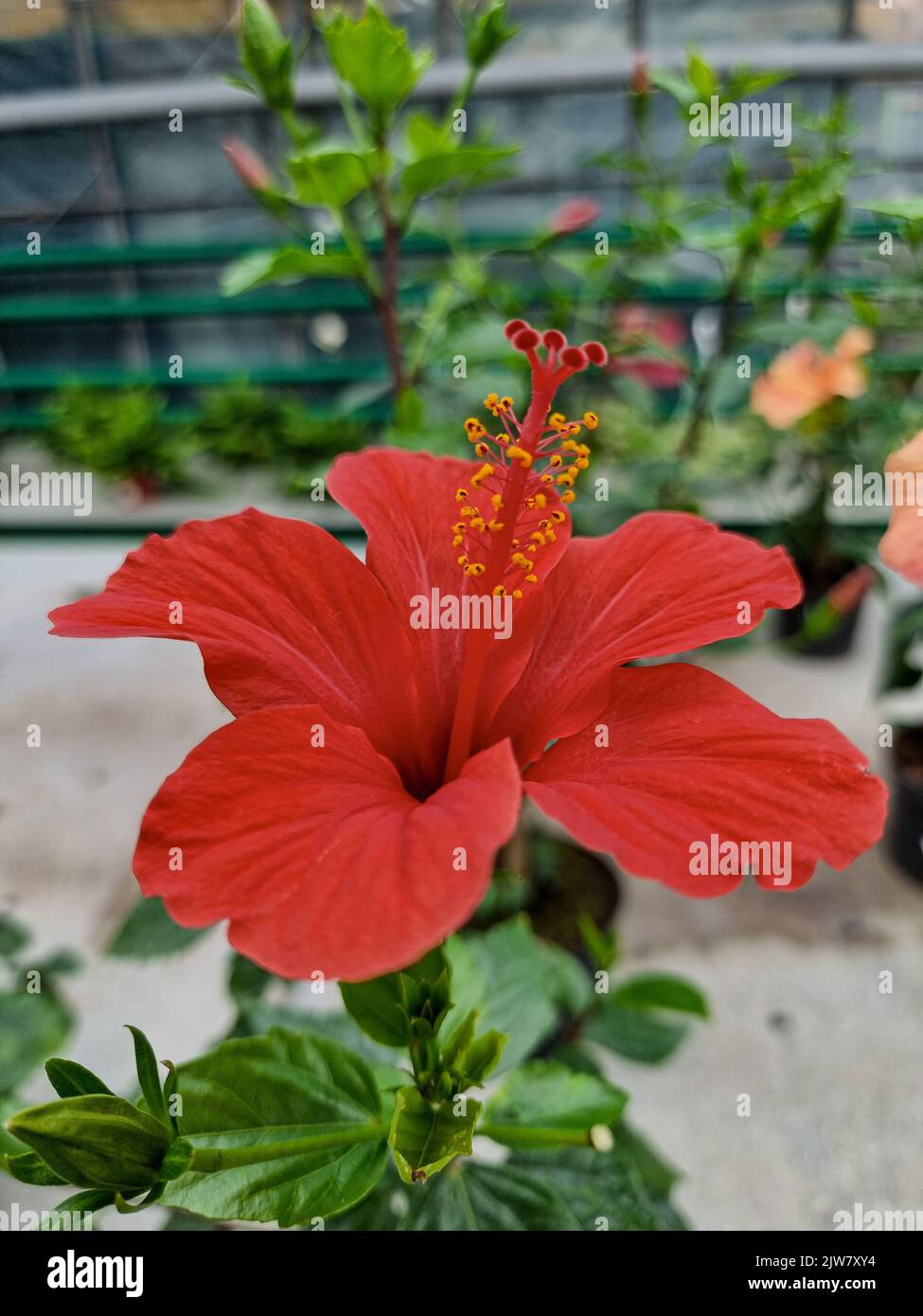 Beautiful hibiscus flowers hi-res stock photography and images - Alamy
