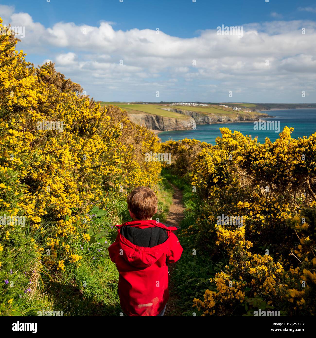 Out exploring the cliff paths around Trewavas mine while the bright ...